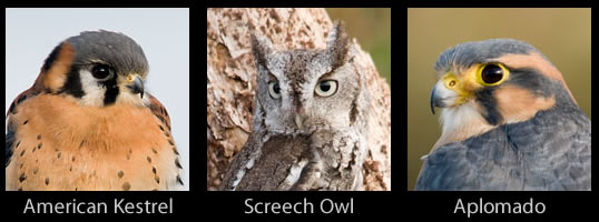 Extreme Raptors Show