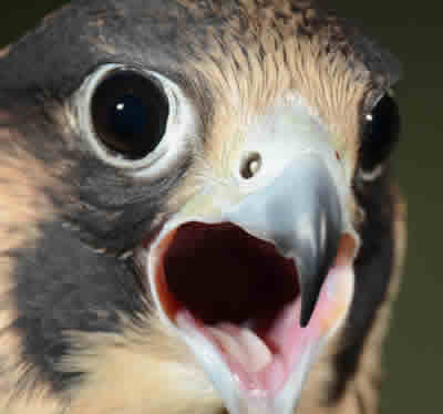 Extreme Raptors Show